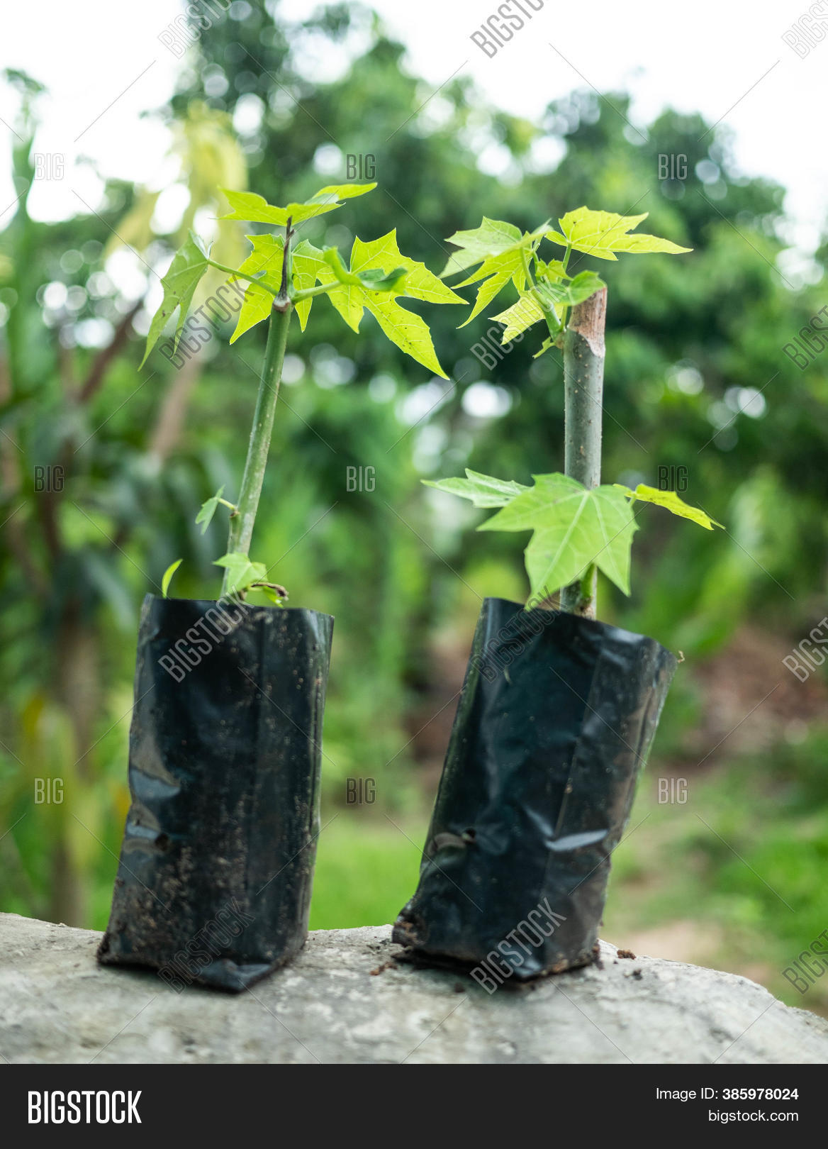 Chaiya Tree Garden. Image & Photo (Free Trial) | Bigstock