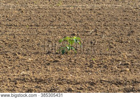 Single Weed Growing Image & Photo (Free Trial) | Bigstock