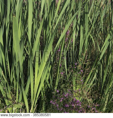 Green Rushes Image & Photo (Free Trial) | Bigstock