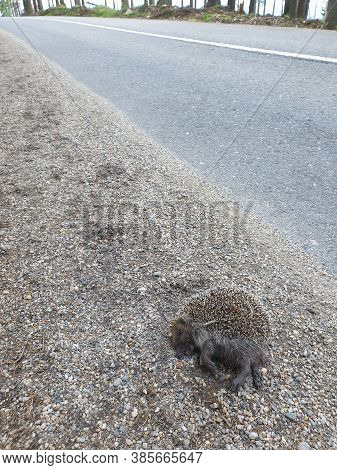 Dead Wild Hedgehog Image & Photo (Free Trial) | Bigstock