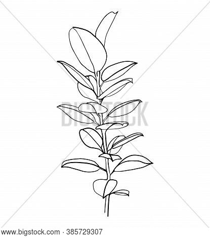 Vector y foto Ficus Branch (prueba gratis) | Bigstock