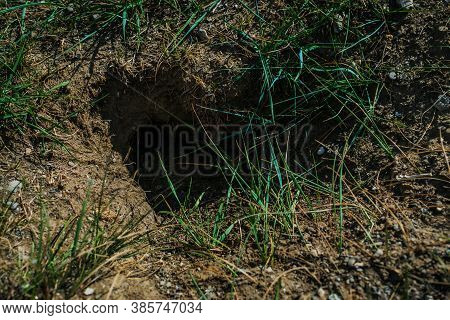 Small Burrow Rodent, Image & Photo (Free Trial) | Bigstock