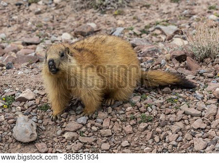 Groundhog Black Tail Image & Photo (Free Trial) | Bigstock