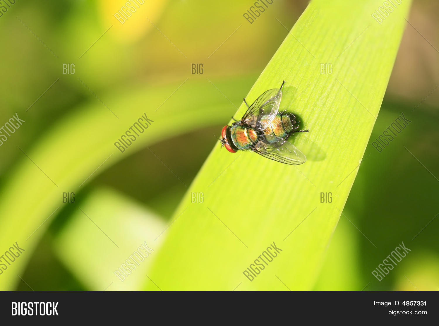 House Fly On Bright Image & Photo (Free Trial) | Bigstock
