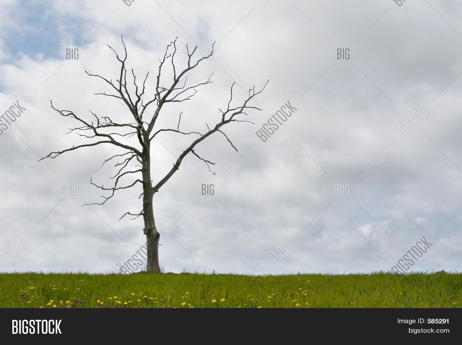 Single Dry Tree Image & Photo (Free Trial) | Bigstock