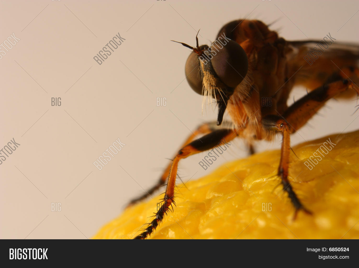 Are Flies Attracted To Lemon Juice at Jeremy Rivera blog