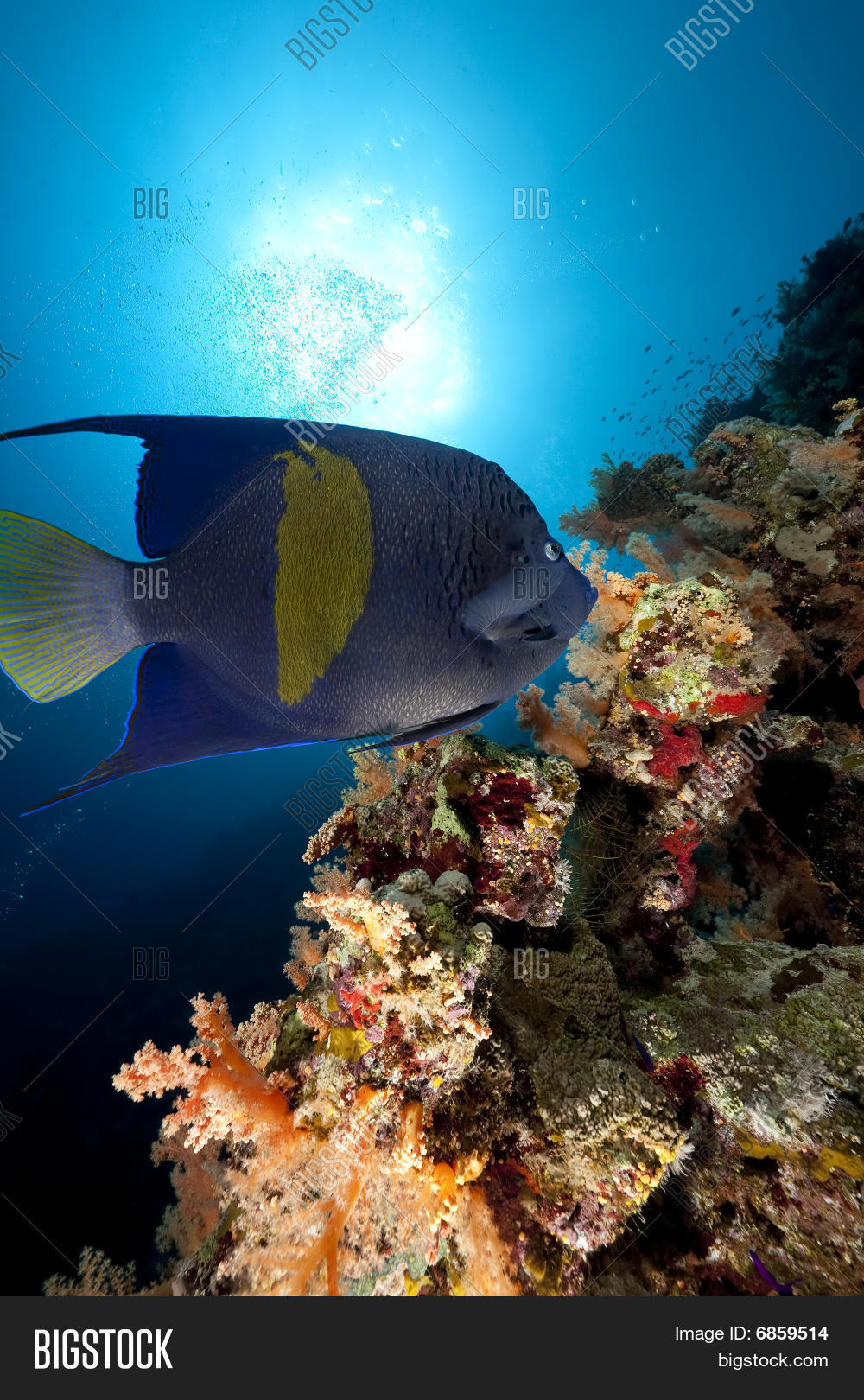 Yellowbar Angelfish Image & Photo (Free Trial) | Bigstock
