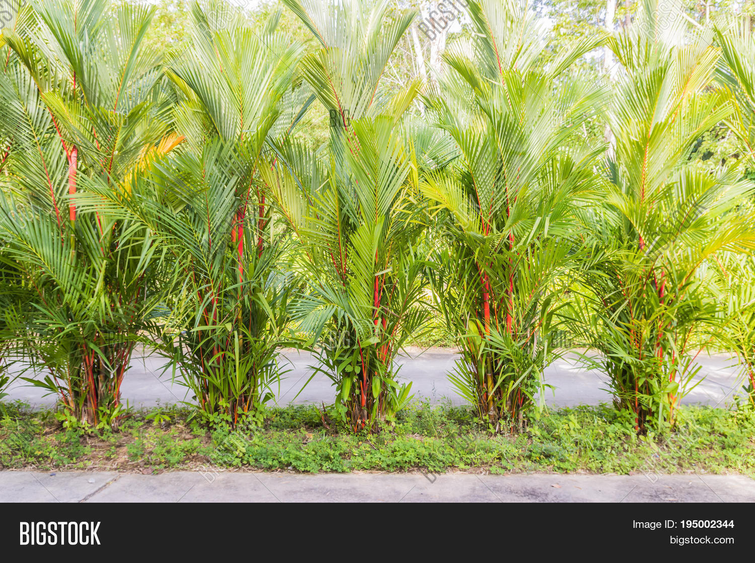 Beautiful Clumping Image & Photo (Free Trial) | Bigstock