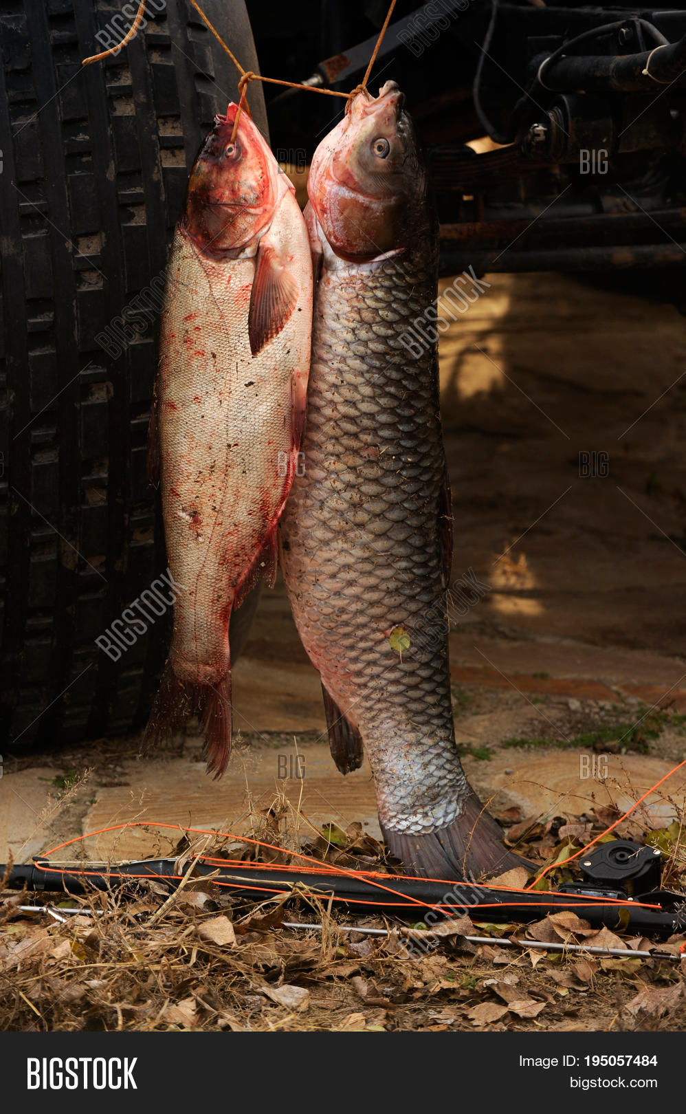 Large Fish Caught Image & Photo (Free Trial) | Bigstock