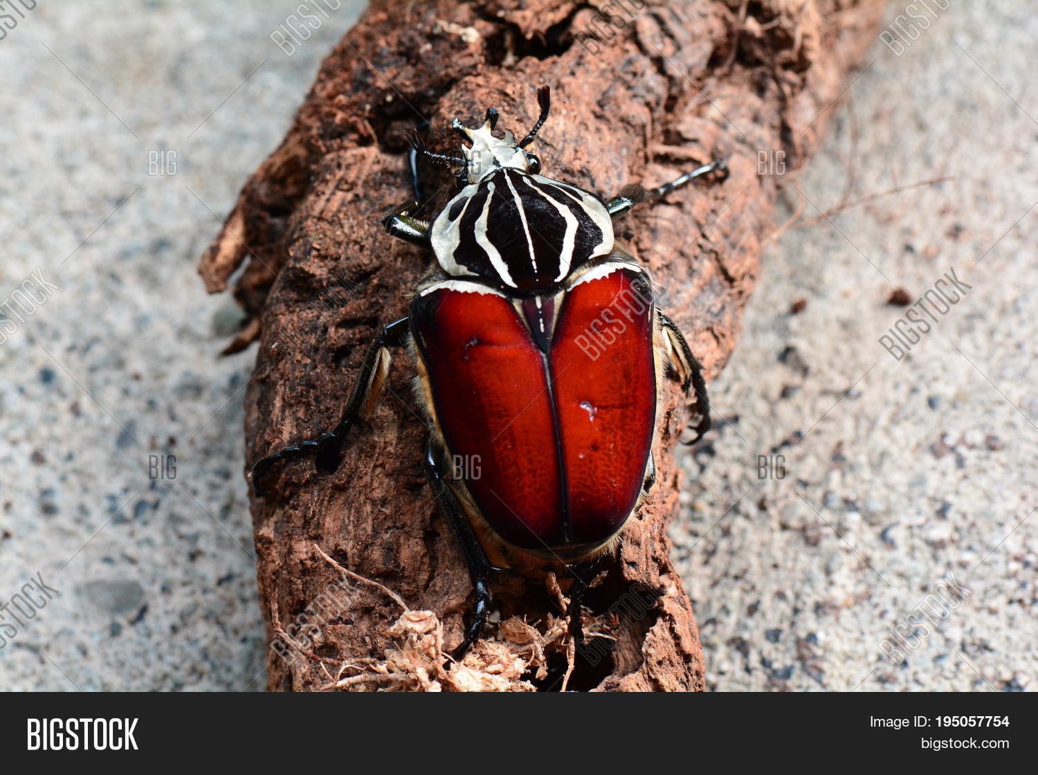 Giant Goliath Beetle Image & Photo (Free Trial) | Bigstock