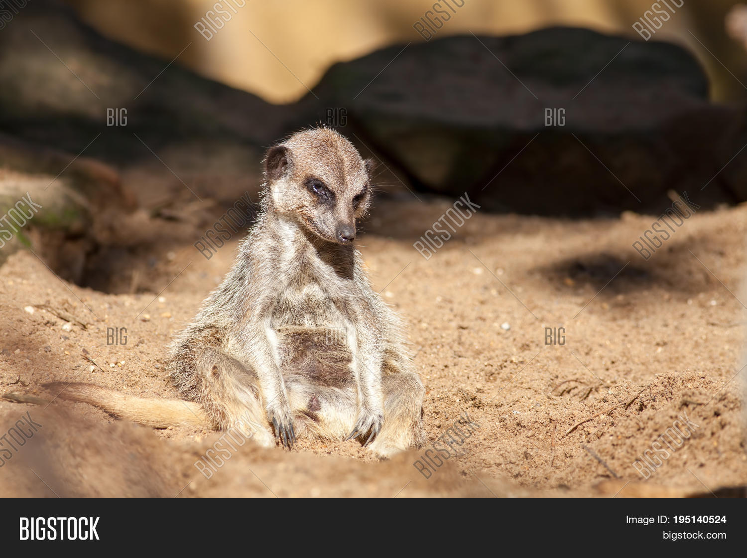 Depressed Animal. Bad Image & Photo (Free Trial) | Bigstock