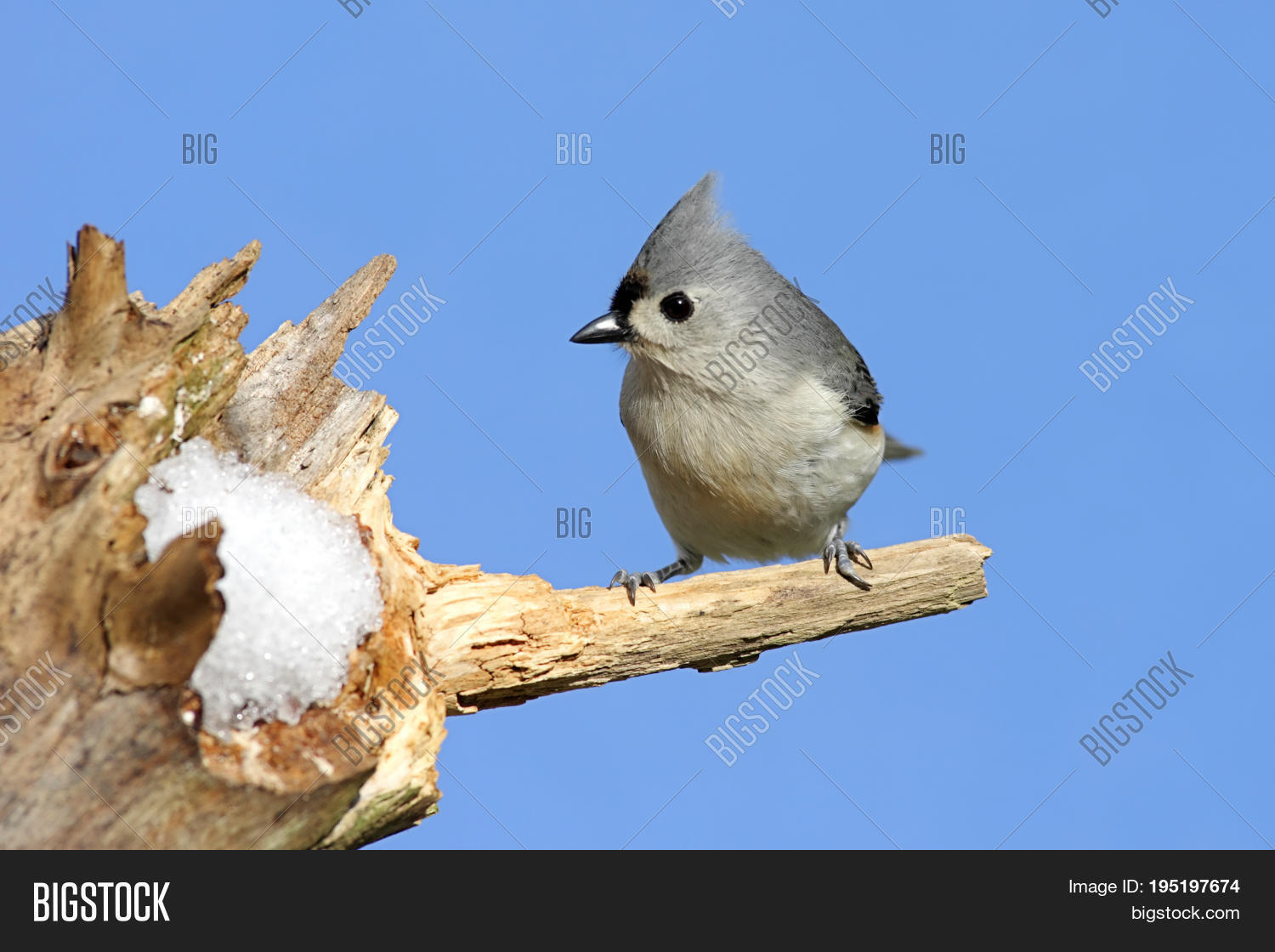 Tufted Titmouse ( Image & Photo (Free Trial) | Bigstock