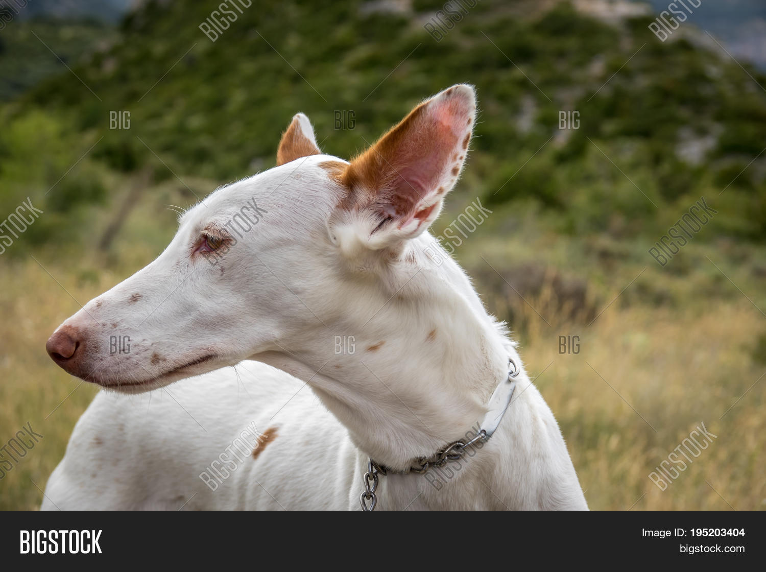 Podenco Ibicenco - Image & Photo (Free Trial) | Bigstock