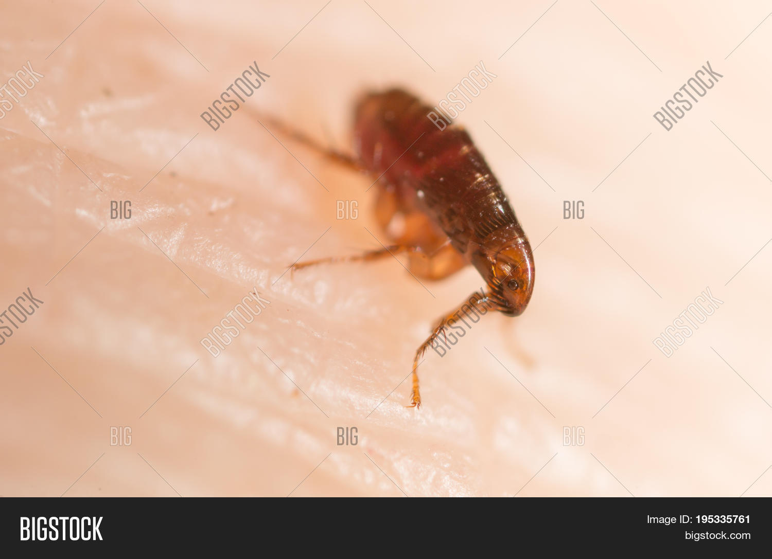 Flea On Human Skin. Image & Photo (Free Trial) | Bigstock