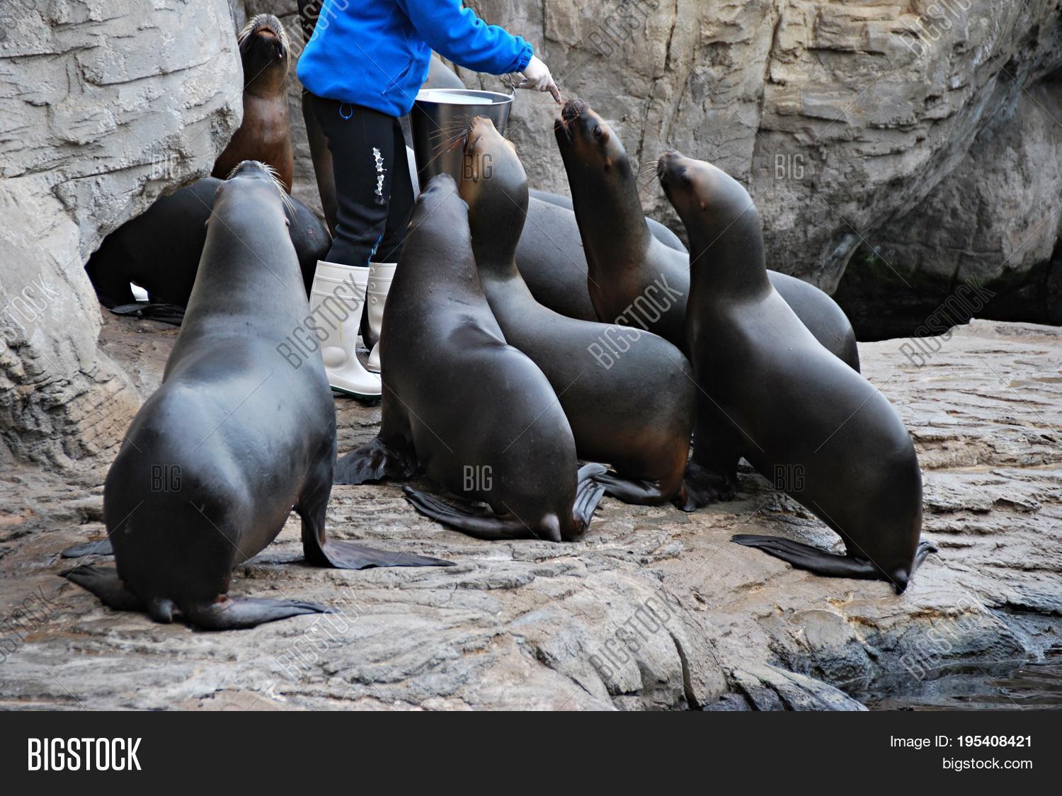 Seals Standing While Image & Photo (Free Trial) | Bigstock