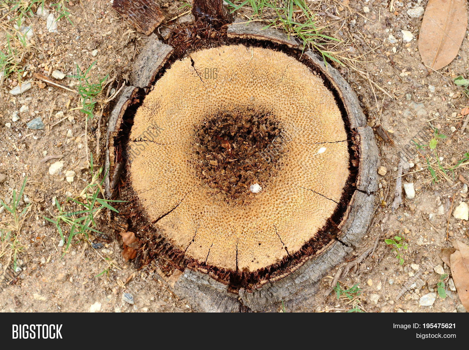 Cross Section Coconut Image & Photo (Free Trial) | Bigstock
