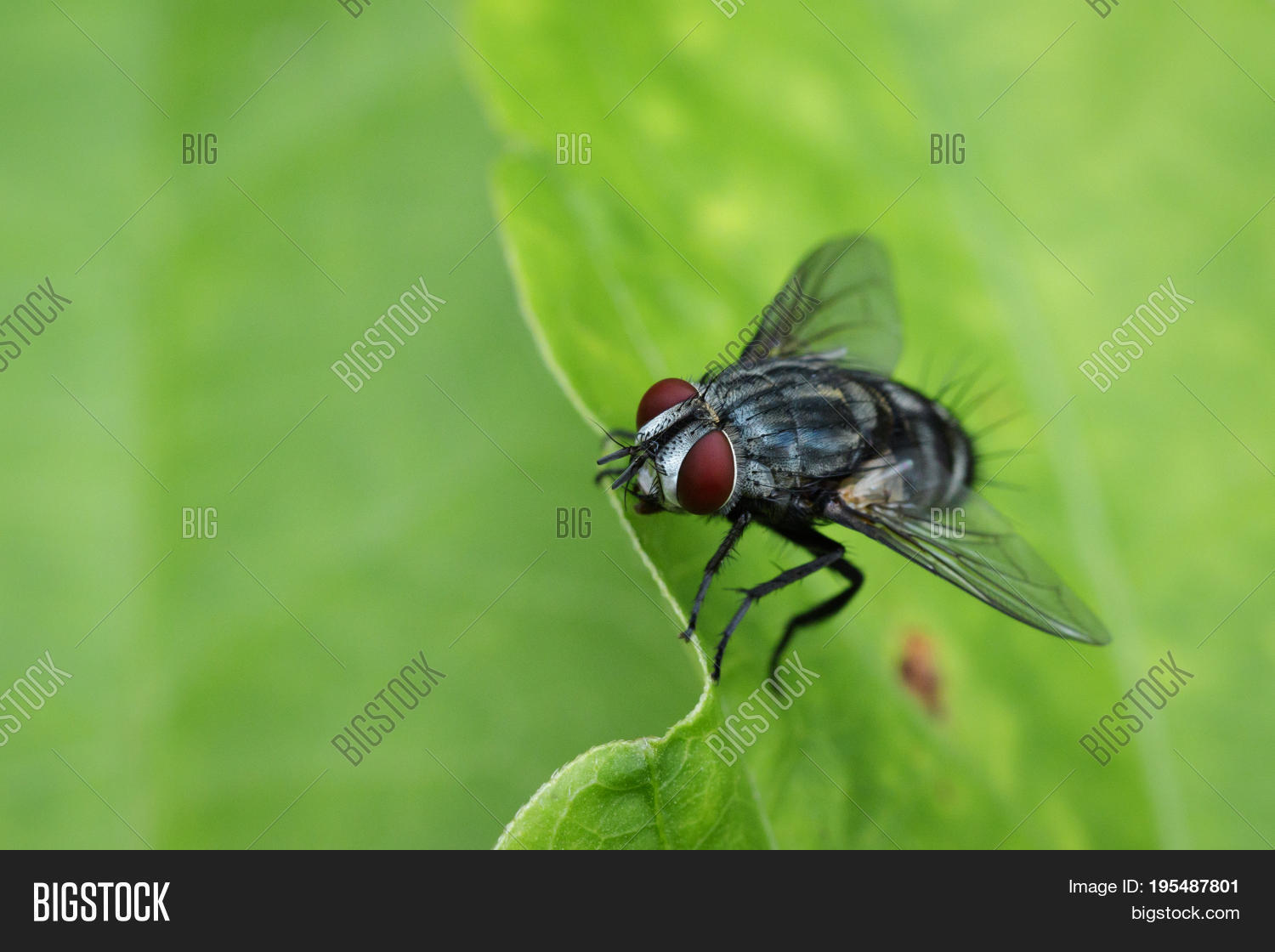 Image Flies (Diptera) Image & Photo (Free Trial) | Bigstock