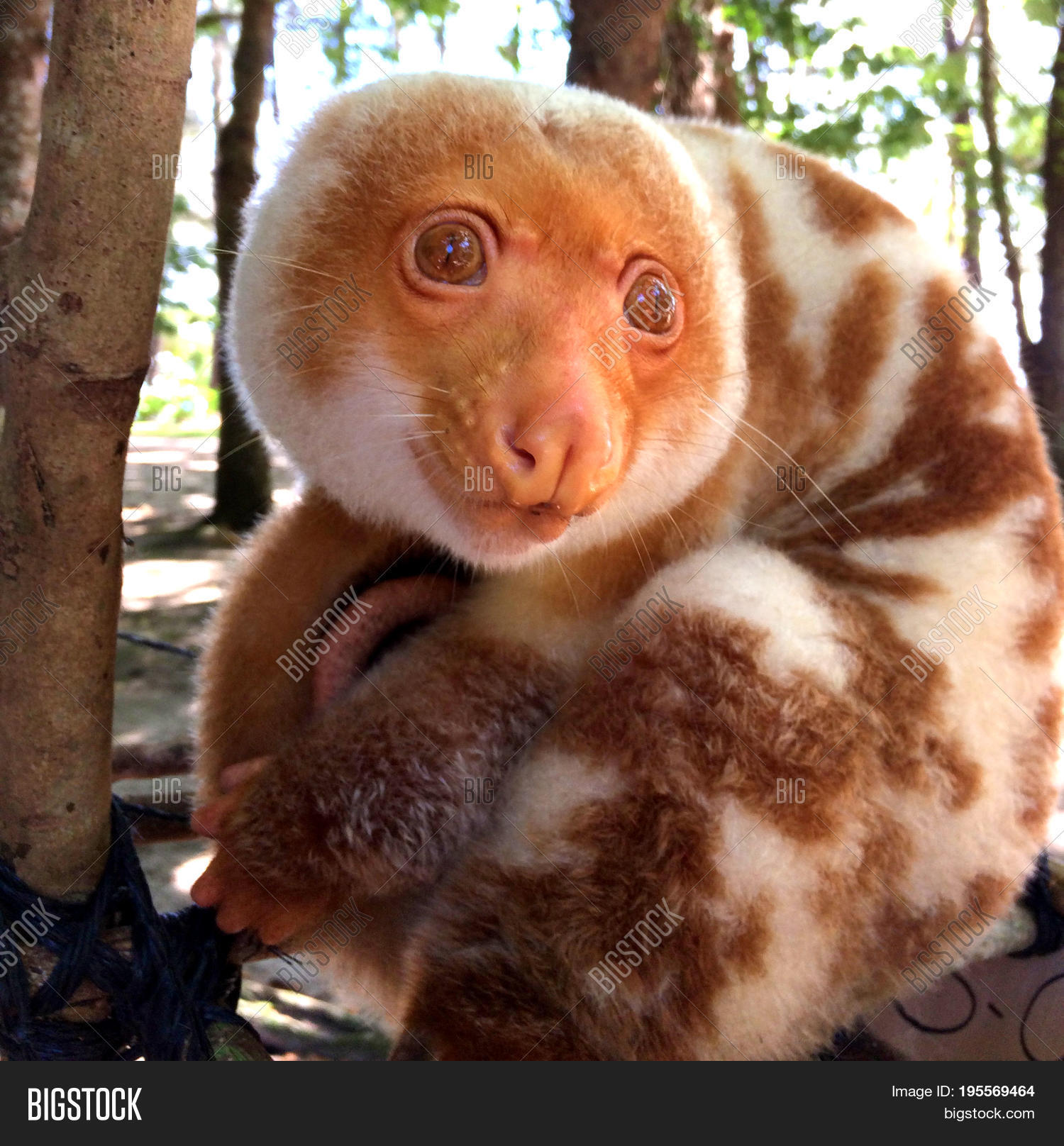 Cuscus (possum Native Image & Photo (Free Trial) | Bigstock