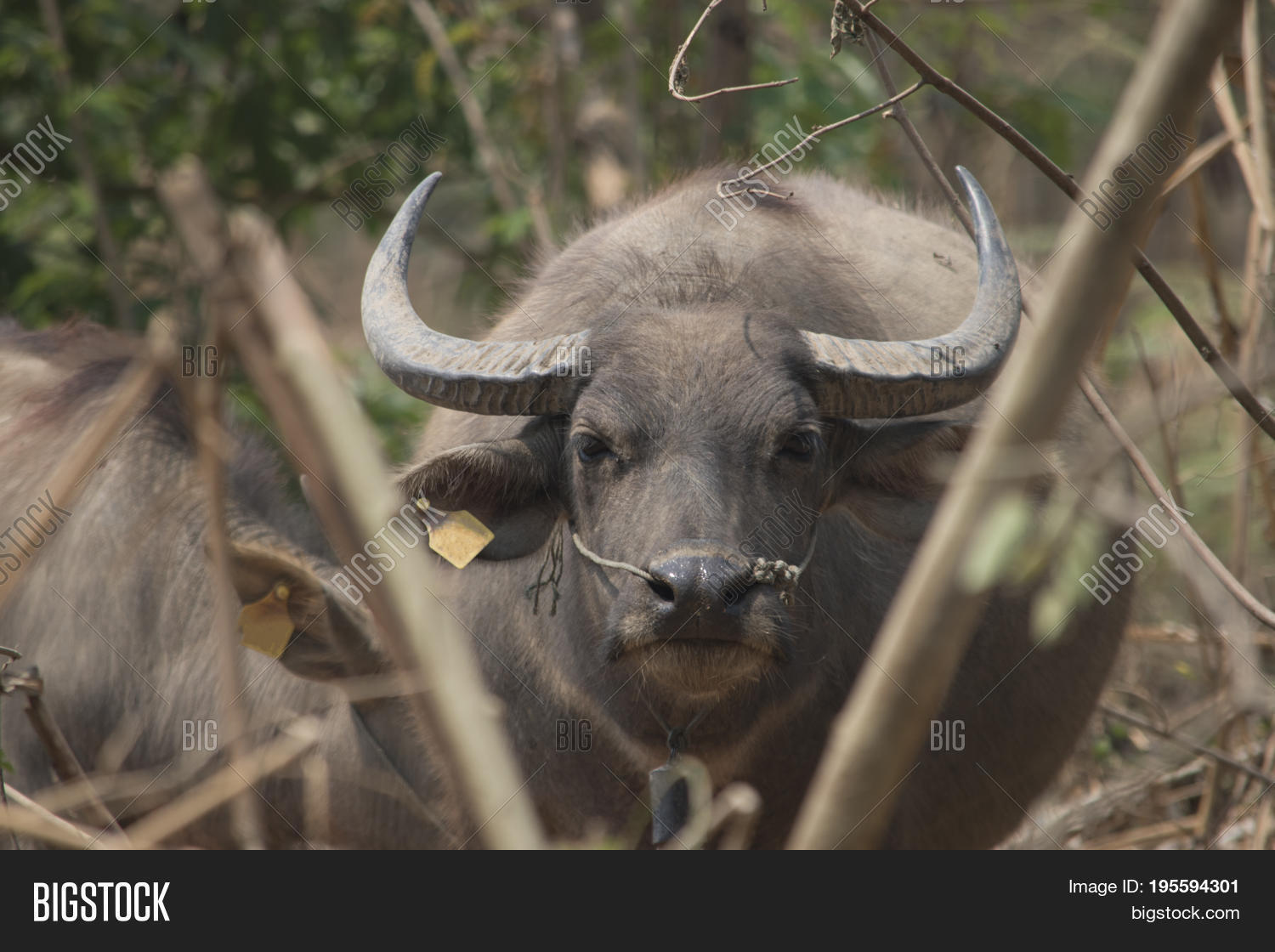 Buffalo Domestic Asian Image & Photo (Free Trial) | Bigstock