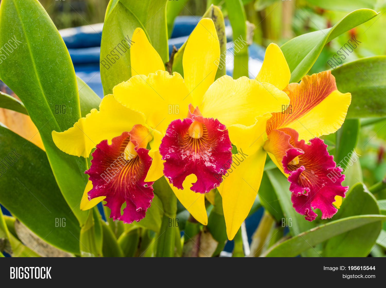 Closeup Cattleya Image & Photo (Free Trial) | Bigstock