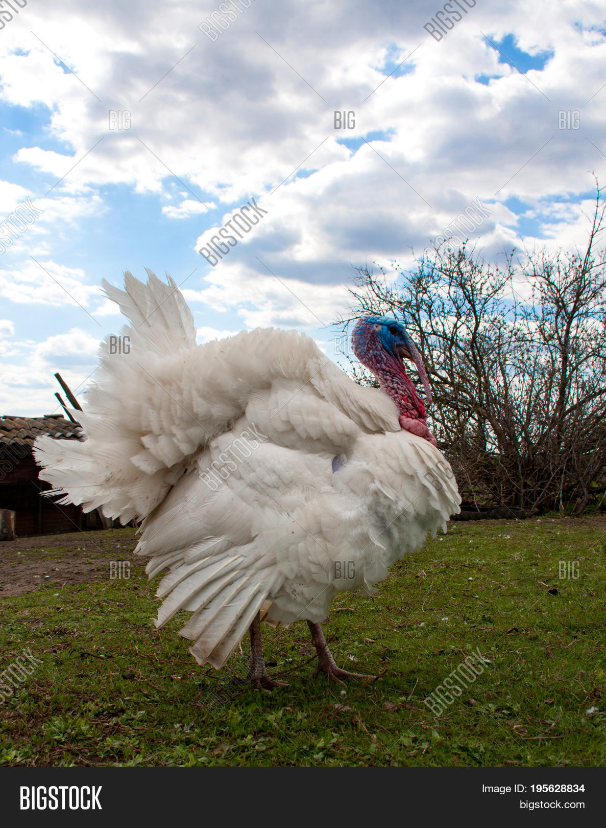 White Turkey Male Image & Photo (Free Trial) | Bigstock