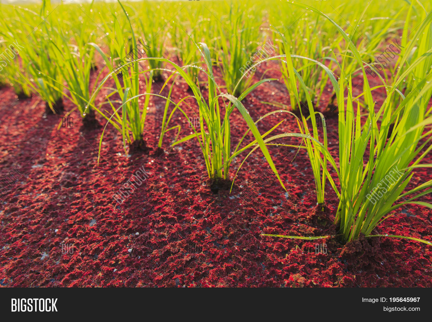 Rice Plant Mosquito Image & Photo (Free Trial) | Bigstock