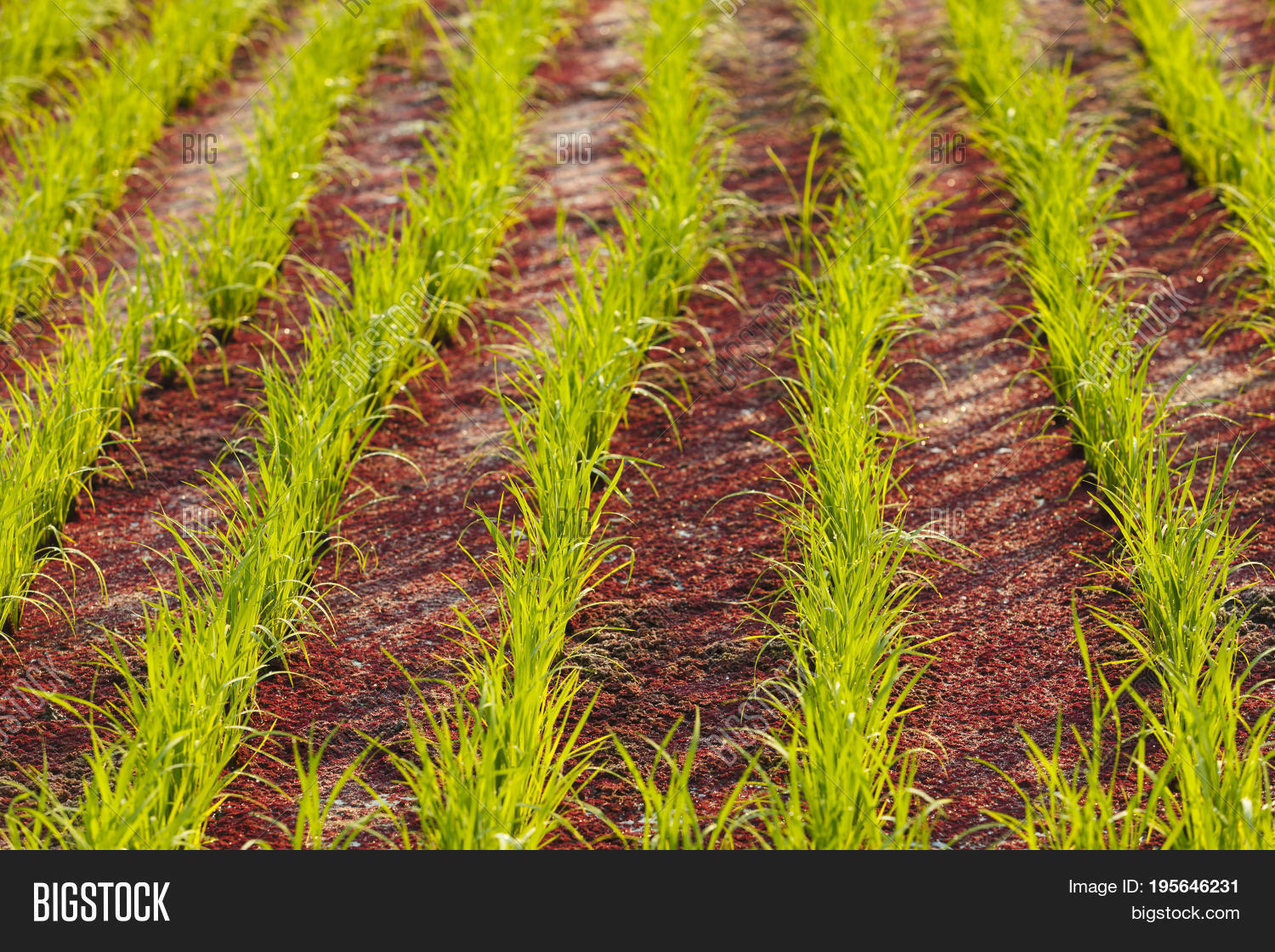 Line Rice Plant Farm Image & Photo (Free Trial) | Bigstock