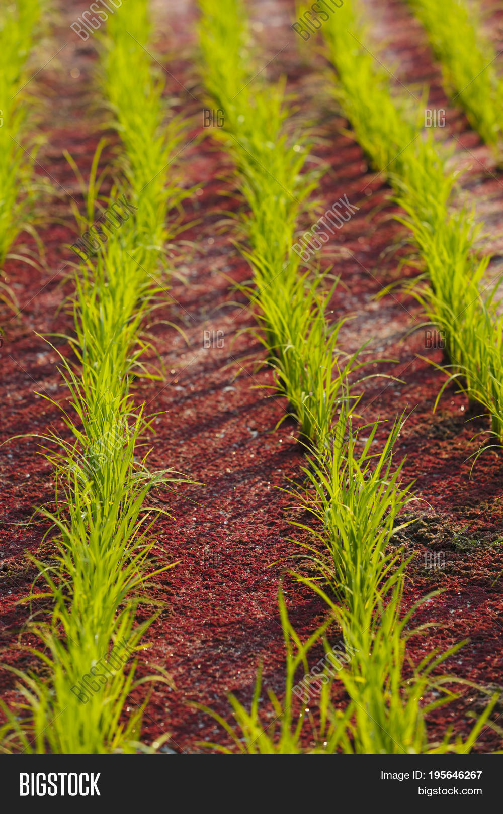 Line Rice Plant Farm Image & Photo (Free Trial) | Bigstock