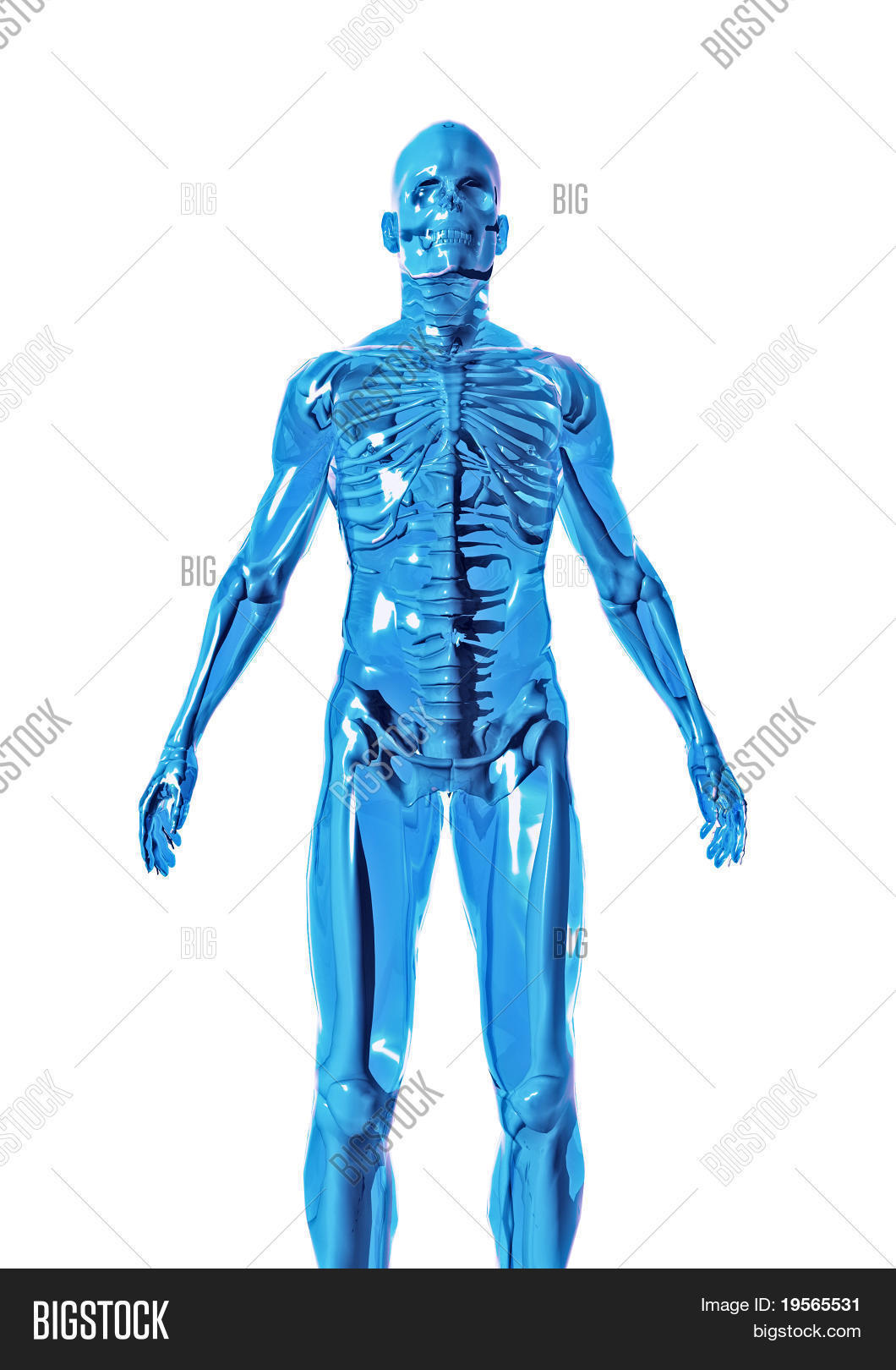 Anatomically Correct Image & Photo (Free Trial) | Bigstock