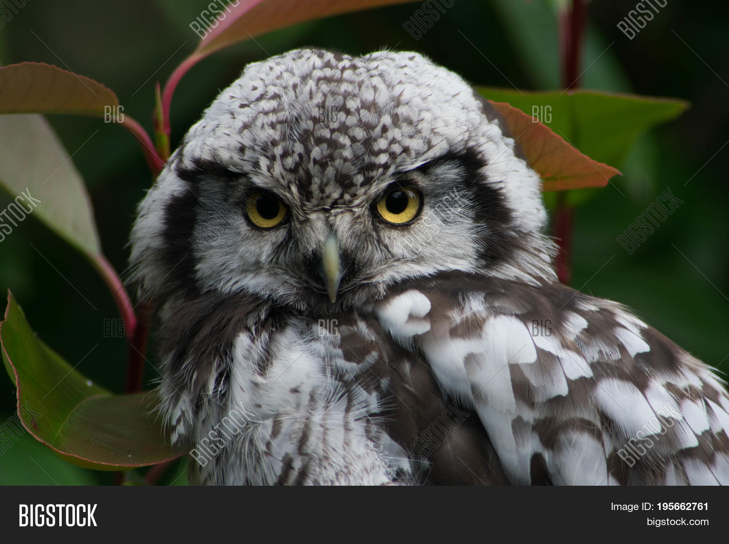 Northern Hawk-owl ( Image & Photo (Free Trial) | Bigstock