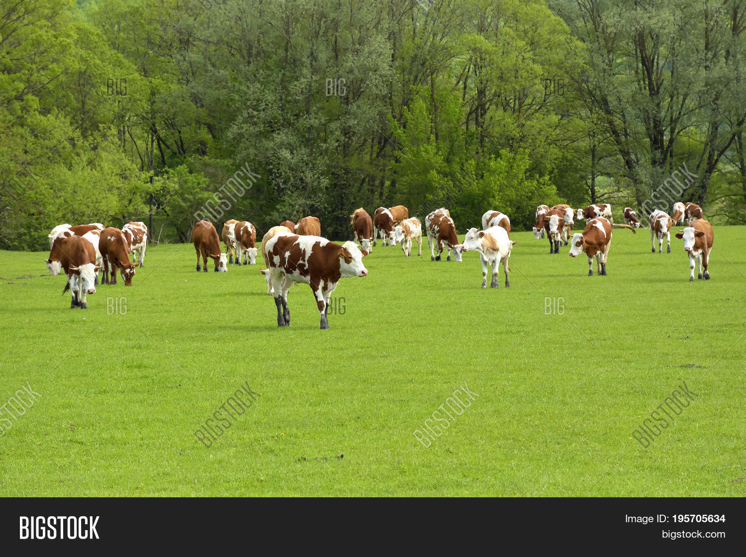Cows On Green Field. Image & Photo (Free Trial) | Bigstock