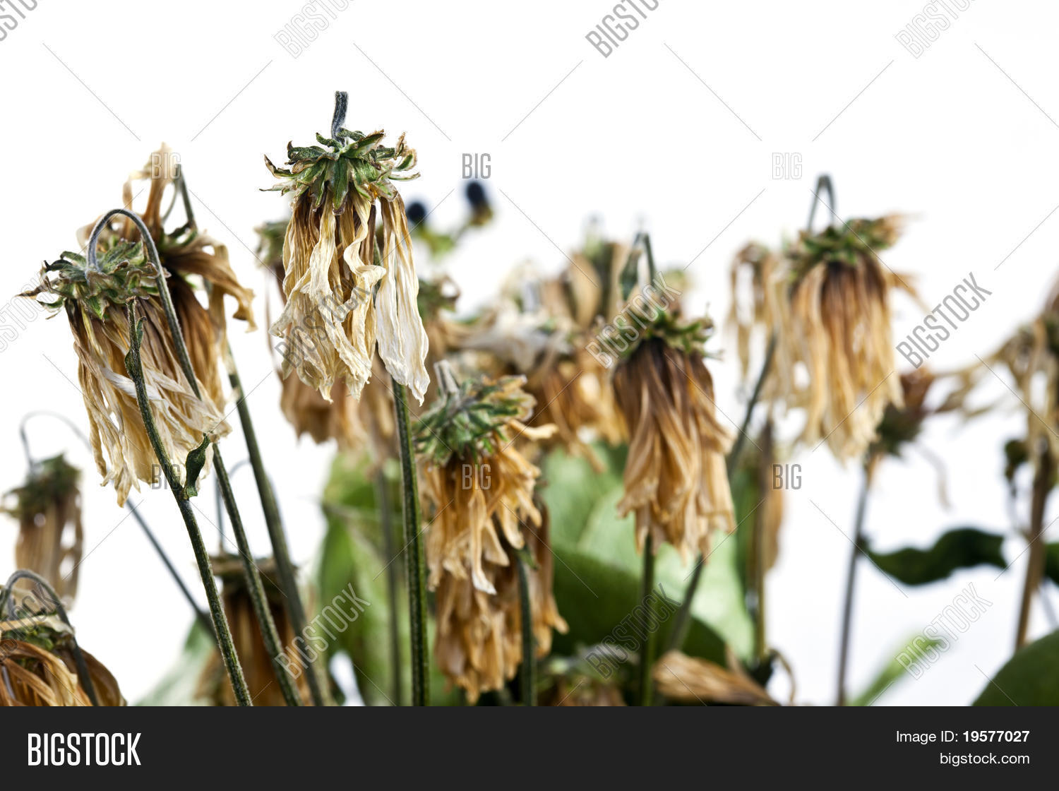 Dead Daisies Image & Photo (Free Trial) | Bigstock