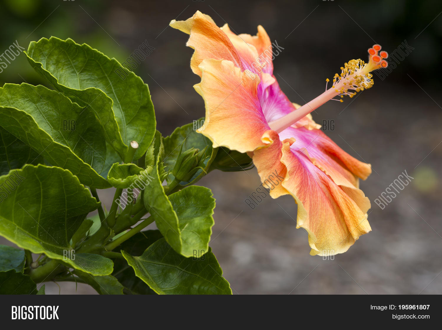 Single Hibiscus Rosa- Image & Photo (Free Trial) | Bigstock