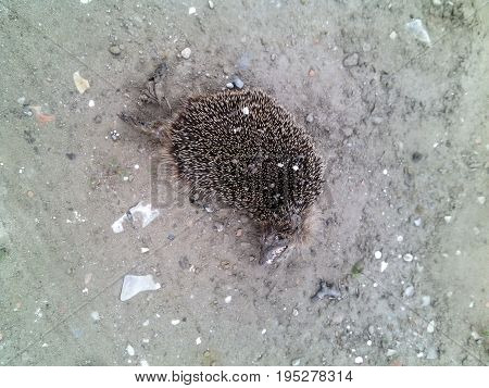 Dead Hedgehog Crushed Image & Photo (Free Trial) | Bigstock
