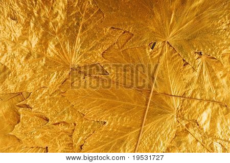 Golden Maple Tree Image & Photo (Free Trial) | Bigstock