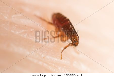 Flea On Human Skin. Image & Photo (Free Trial) | Bigstock