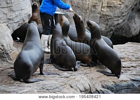 Seals Standing While Image & Photo (Free Trial) | Bigstock
