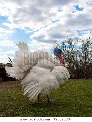 White Turkey Male Image & Photo (Free Trial) | Bigstock