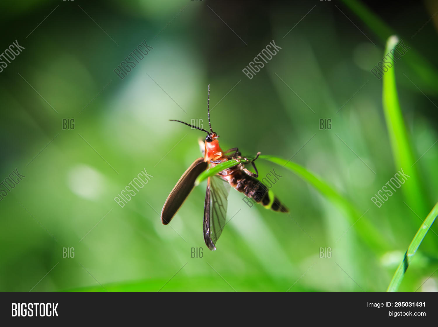 Firefly On Stalk Grass Image & Photo (Free Trial) | Bigstock