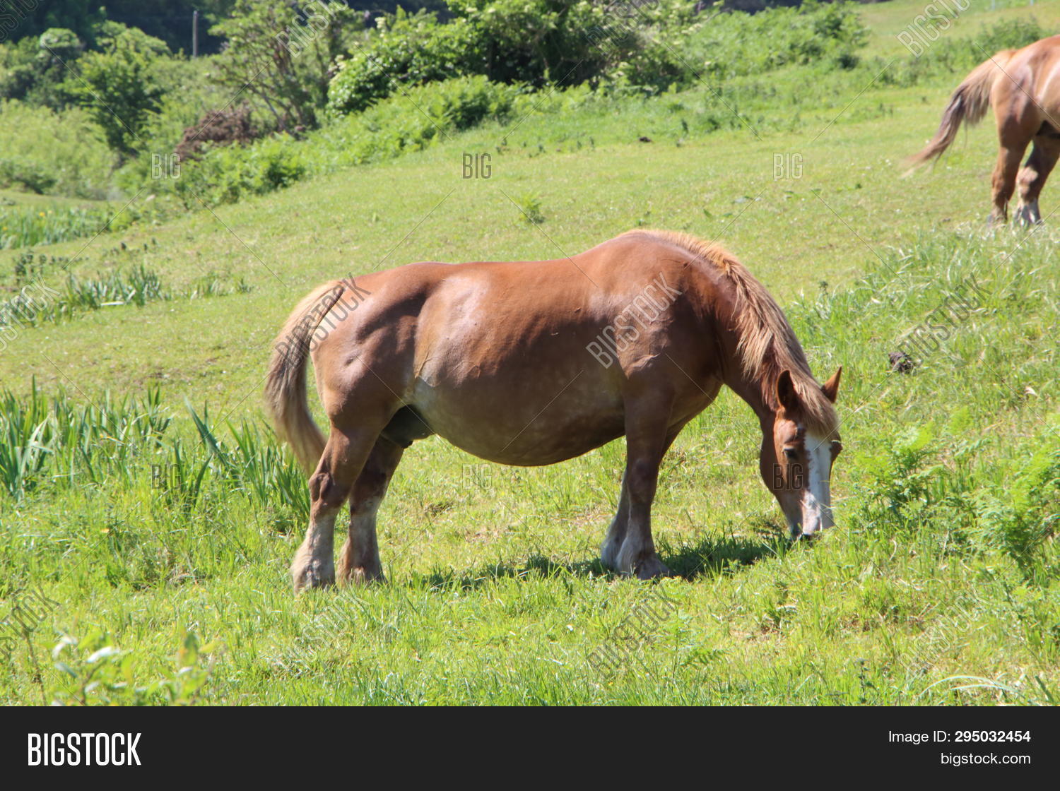 Trait Breton Horse Image & Photo (Free Trial) | Bigstock