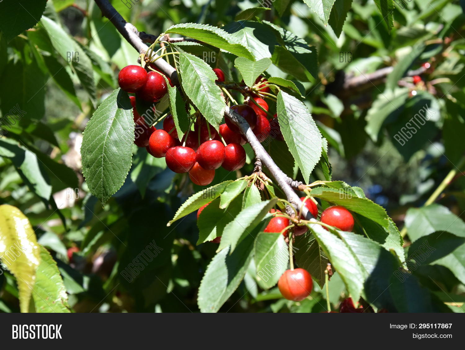 Red Cherries On Cherry Image & Photo (Free Trial) | Bigstock