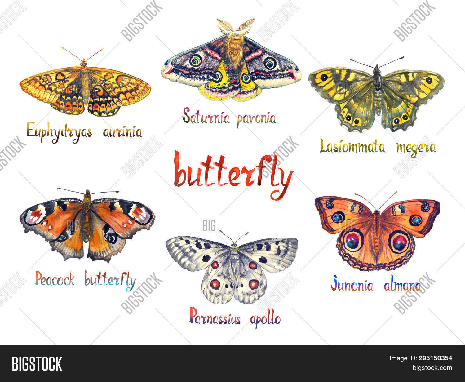 Marsh Fritillary ( Image & Photo (Free Trial) | Bigstock