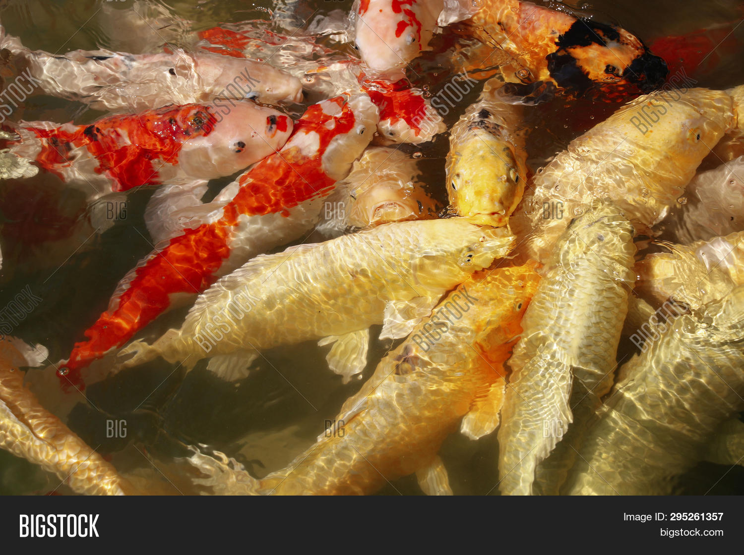 Koi Fish Crap Fish Image & Photo (Free Trial) | Bigstock