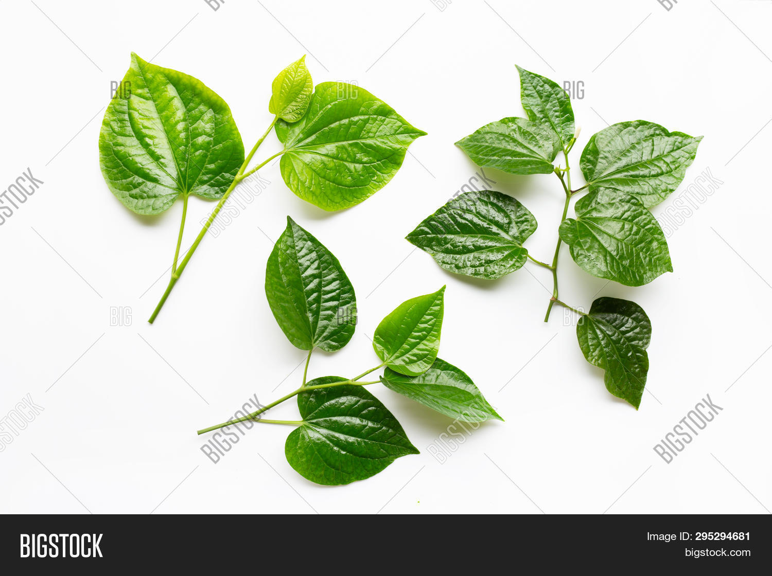 Fresh Wild Betal Image & Photo (Free Trial) | Bigstock