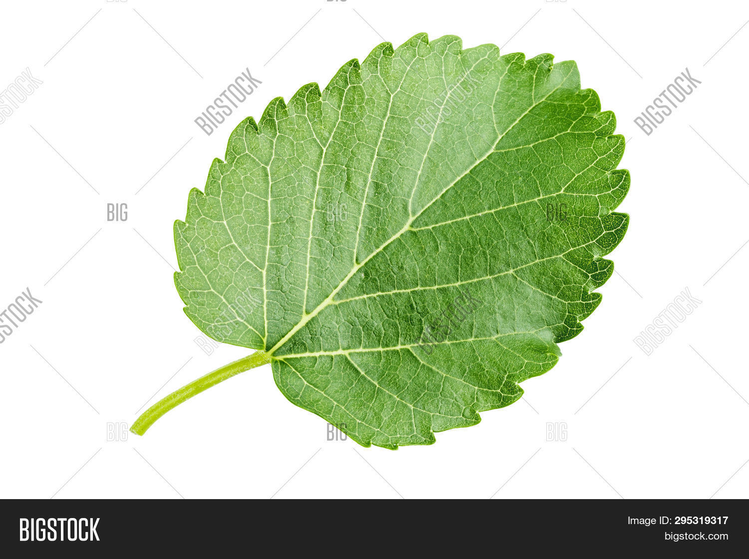 Mulberry Leaf Isolated Image & Photo (Free Trial) | Bigstock