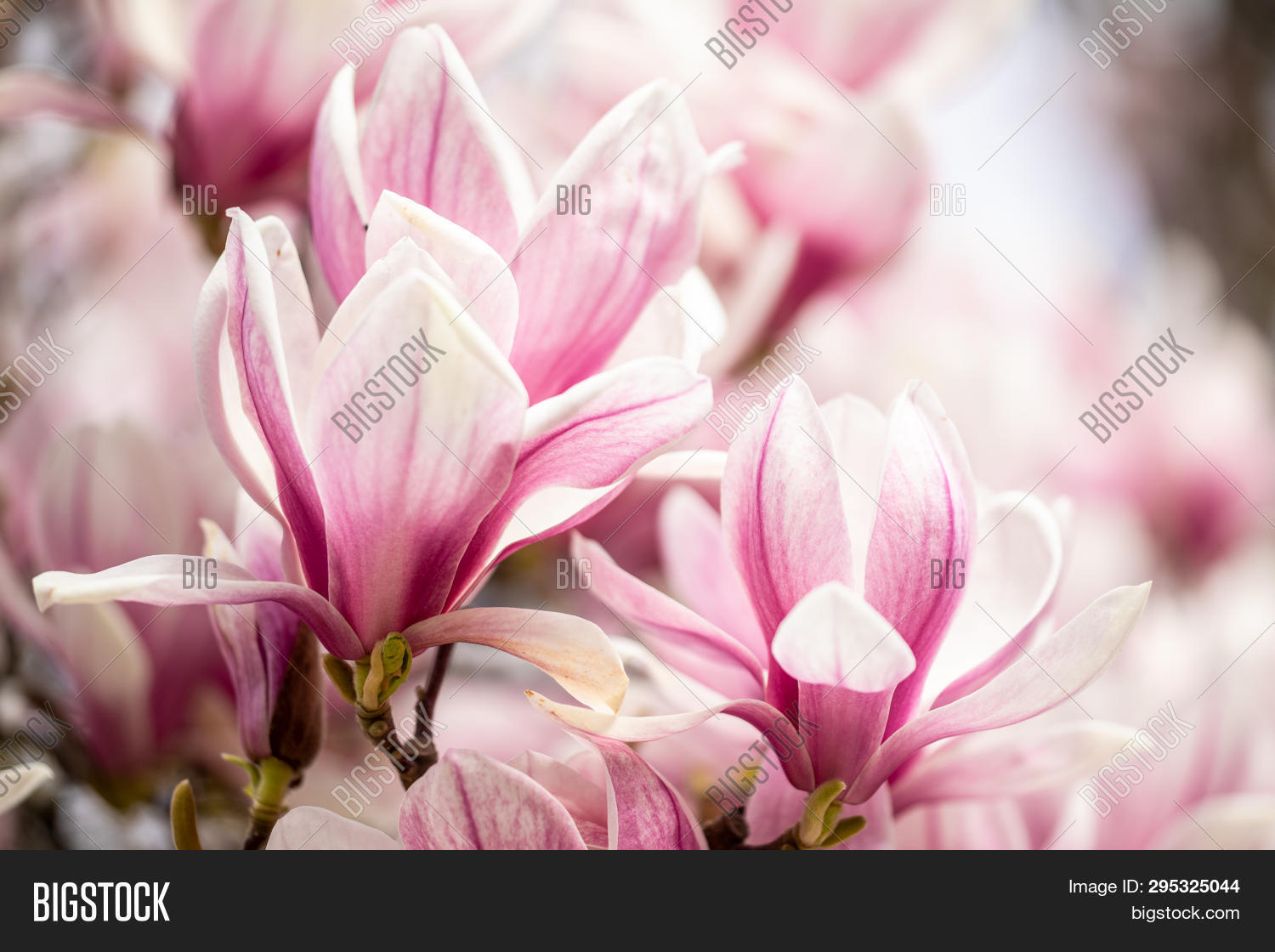 Macro Saucer Magnolia Image & Photo (Free Trial) | Bigstock