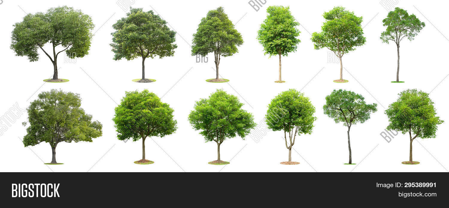 Collection Trees Image & Photo (Free Trial) | Bigstock