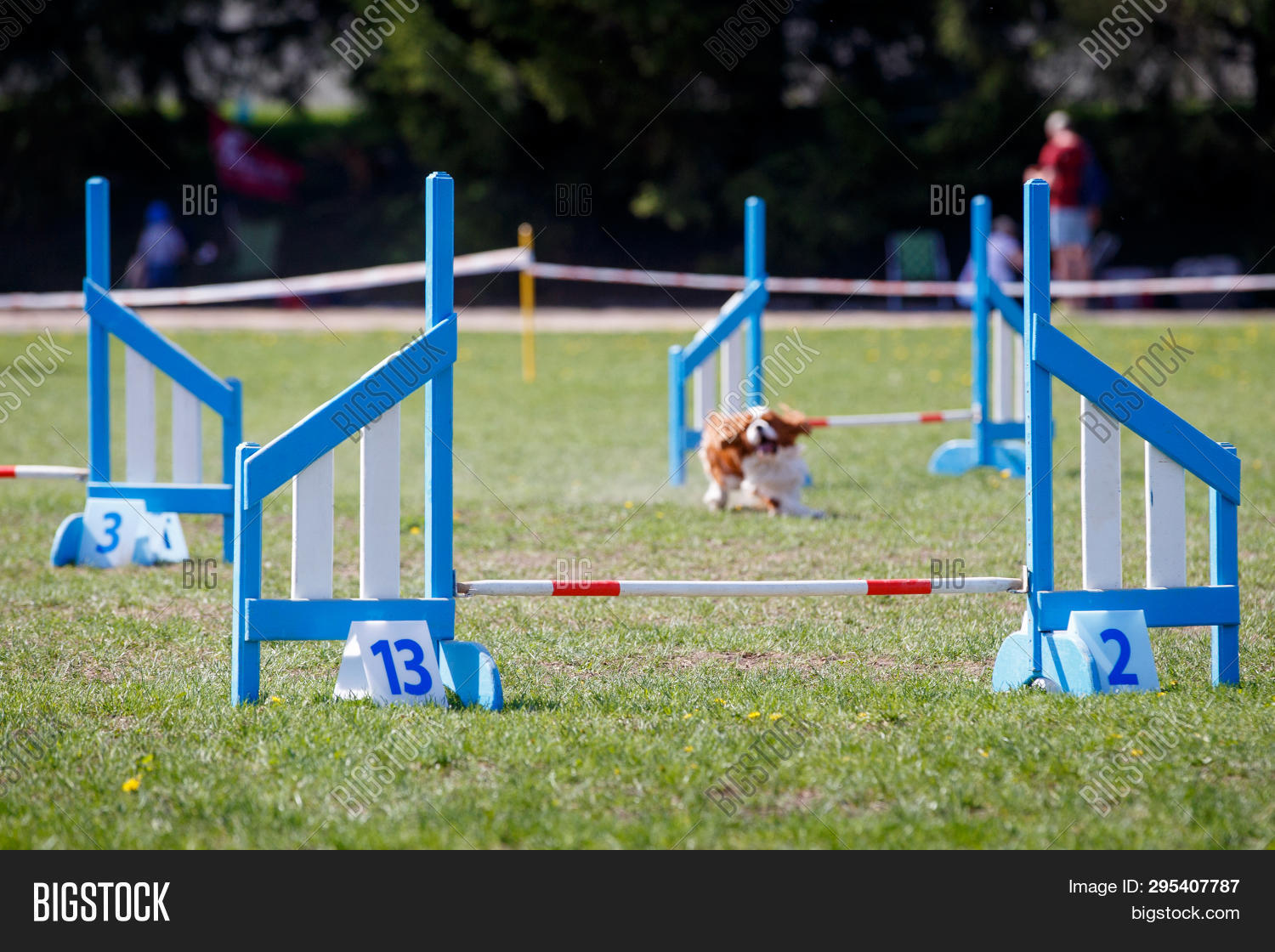 Set Obstacles On Dog Image & Photo (Free Trial) | Bigstock