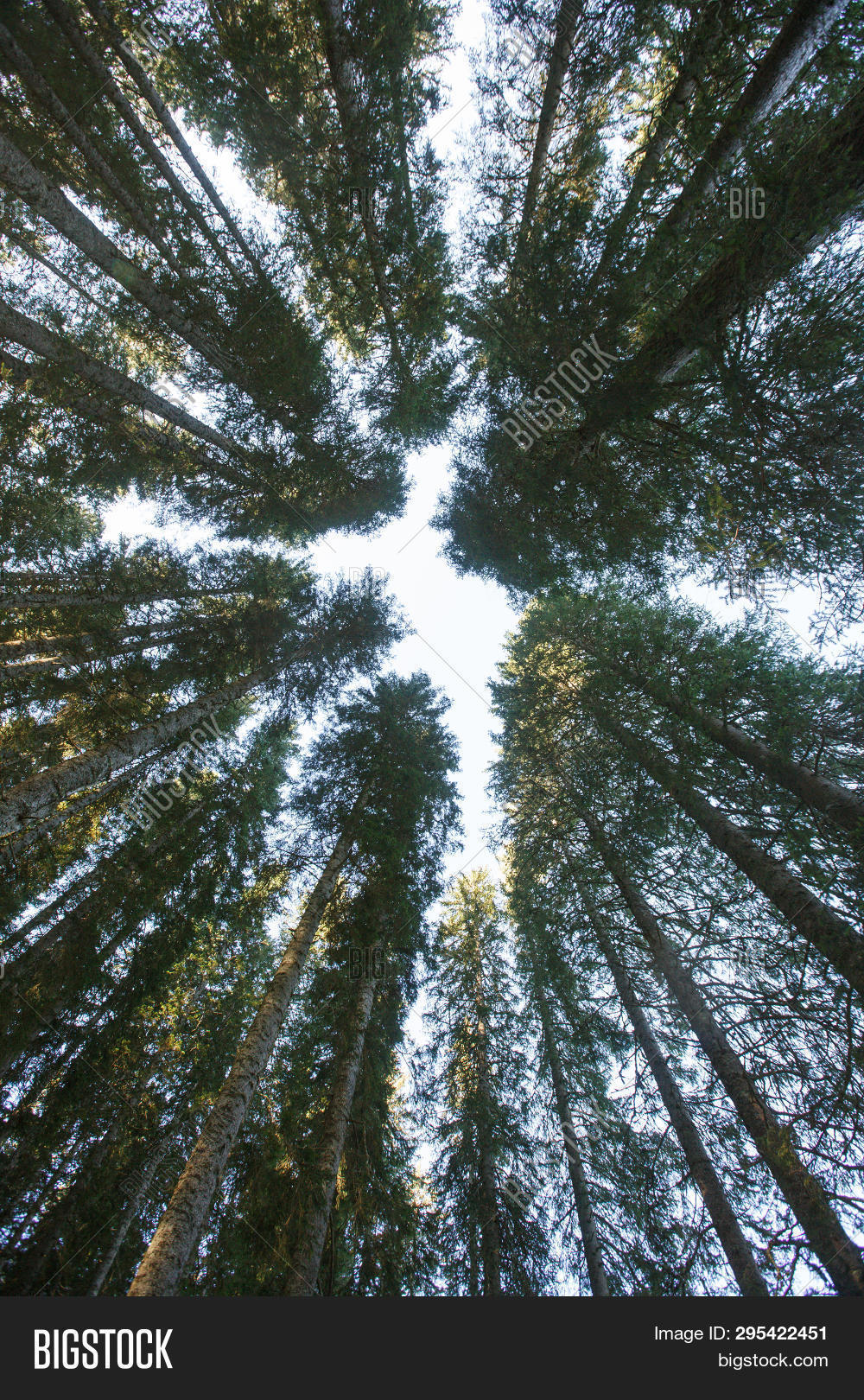 Forest Canopy Dense Image & Photo (Free Trial) | Bigstock