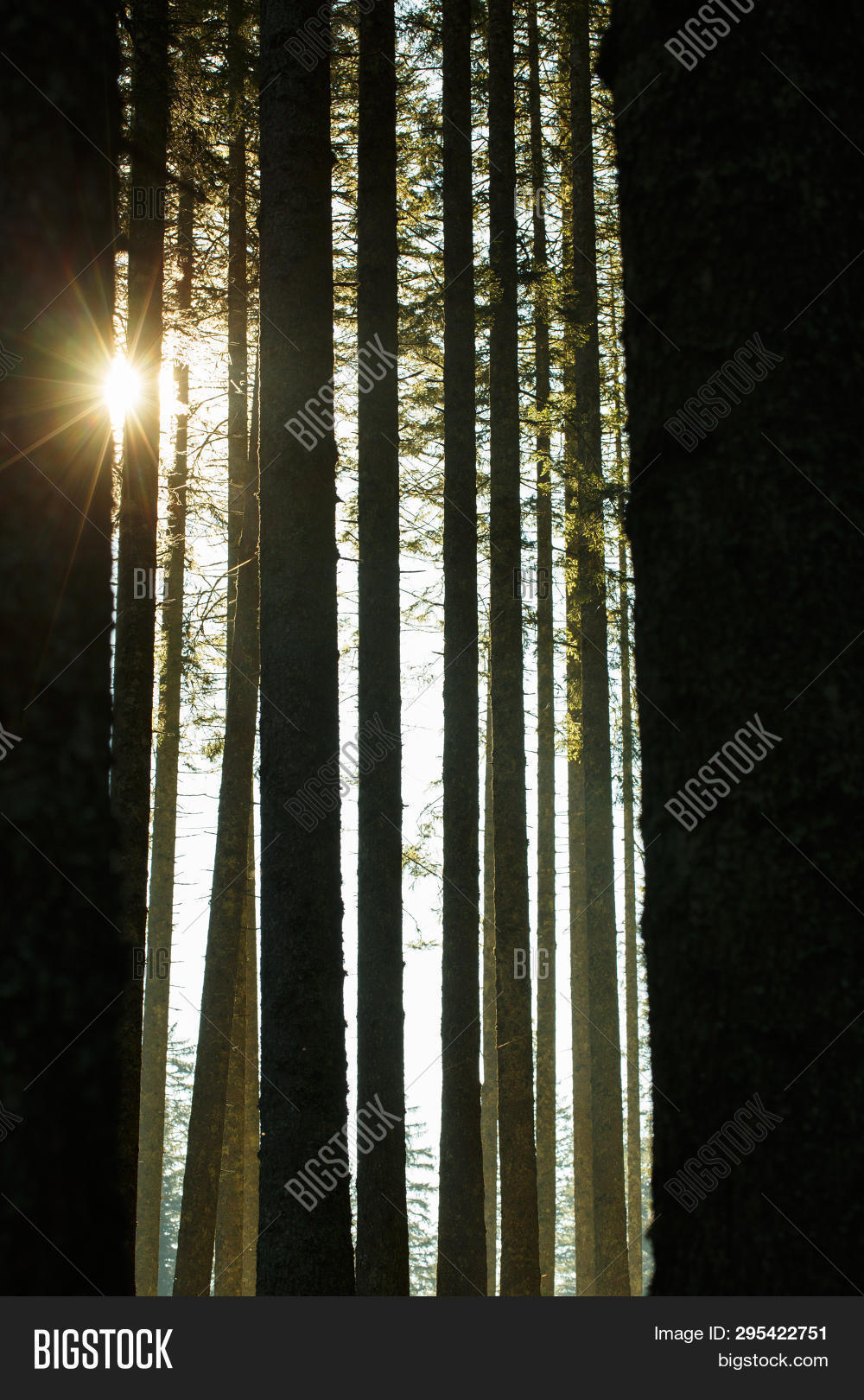 Forest Spruce Trees Image & Photo (Free Trial) | Bigstock